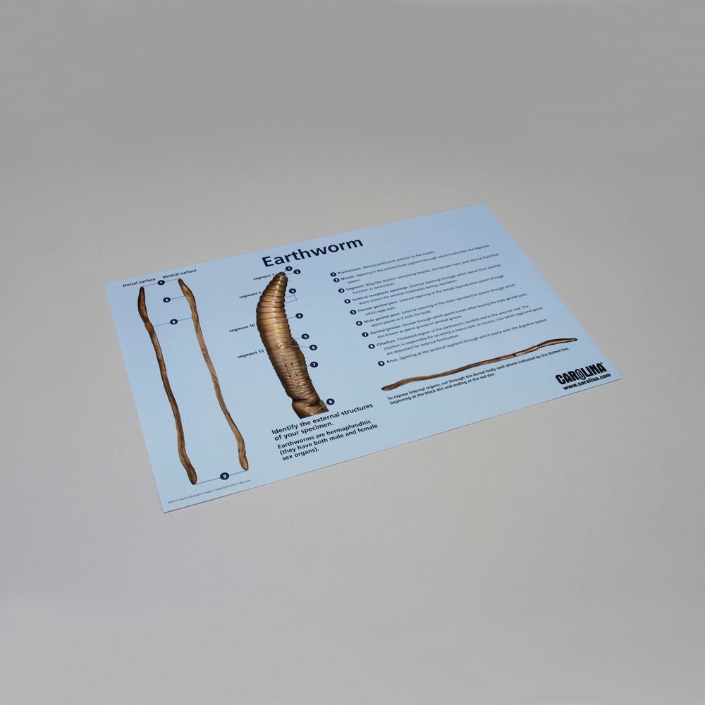 Earthworm Dissection External