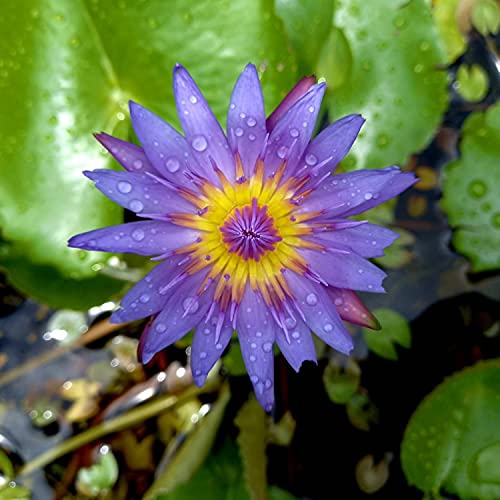 Amazon.co.jp: Evening Light In My Eyes : Nerse เนิส: Digital Music