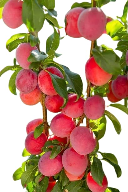 Aloo Bukhara, Alu Bokhra Live Plant Original Variety : Amazon.in ...