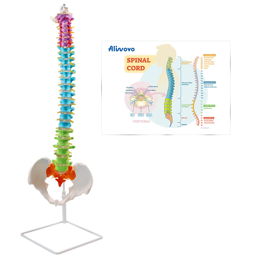 Buy Aliwovo Spine Model 34"Spinal Cord Anatomy Model Colored Flexible ...