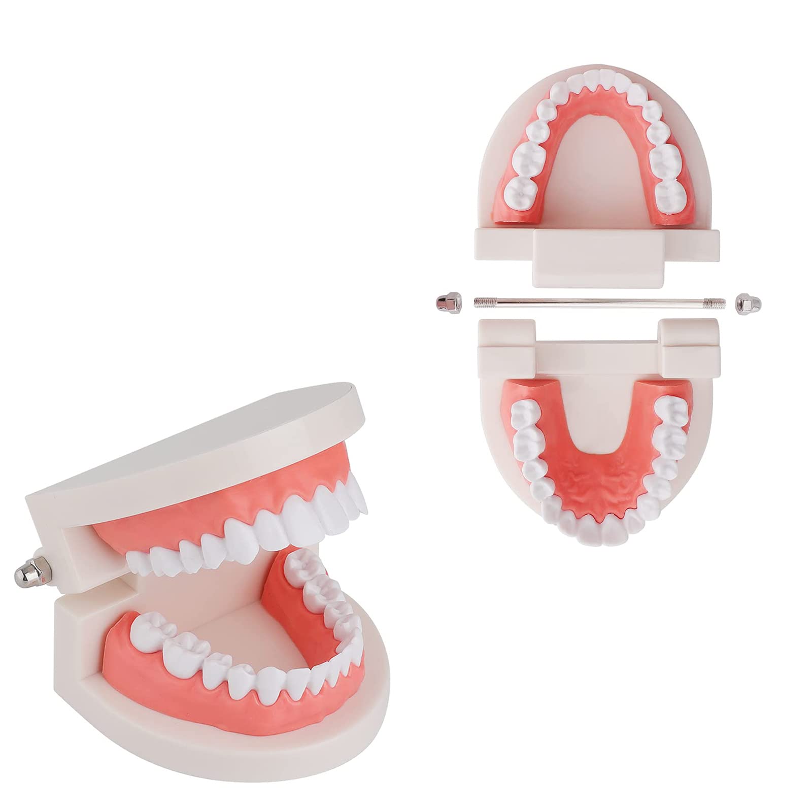 Snapklik.com : Standard Teeth Model, YOUYA DENTAL Kids Dental Teaching ...