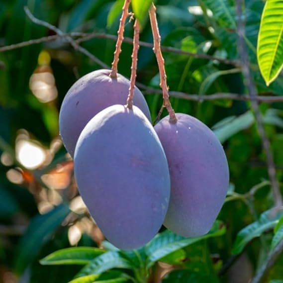 Oxygeen Miyazaki Mango Live Plant Eggs of Sun Rare Varety Miazaki Taiyo ...