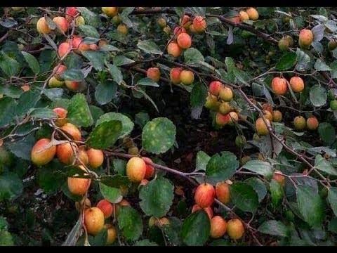 TARULATA PLANTS MARKET MISS INDIA BER 2 : Amazon.in: Garden & Outdoors