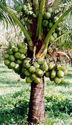 Cloud Farm Coconut Fruit Plant Dwarf Variety/Coconut Tree Huge ...