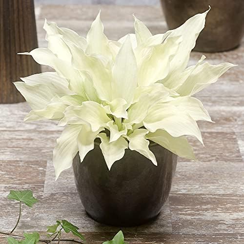 Hosta White Feather, 3 Mehrjährige Hosta Pflanzen, Winterharte Funkein ...
