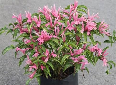 Pink Crossandra (Crossandra infundibuliformis) Flower Plant ...