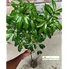 Rukonza Tezpur Litchi Plant All Time Tropical Rare Exotic Dwarf Air ...