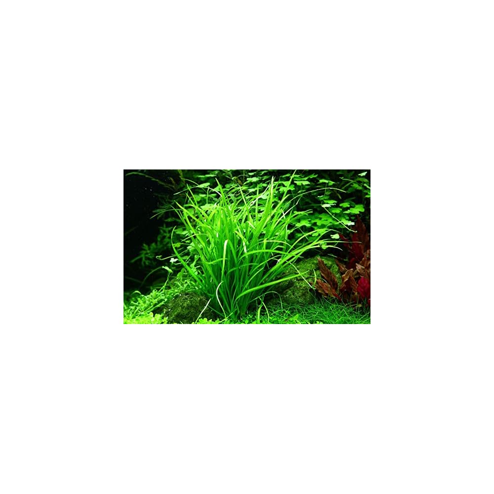 Neonfische: Haltung & Zucht des Neonsalmler im Aquarium