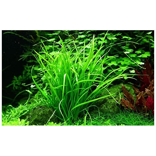 Neonfische: Haltung & Zucht des Neonsalmler im Aquarium