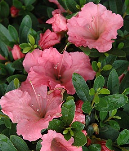 Amazon.com : Gumpo Pink Dwarf Azalea - Trade Gallon : Patio, Lawn & Garden
