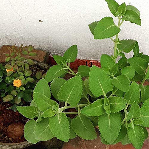 Creative Farmer Panikoorka Or Navara Panikoorka(Ajavayin) Garden Plant ...