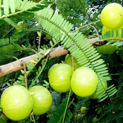 Rare amla Sapling Plant, Amala, Indian-gooseberryamla, phyllanthus ...