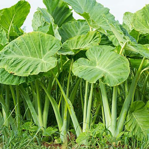SREE Taro Root/Arbi/Dasheen/Eddoes Vegetable Bulbs Home Outdoor ...