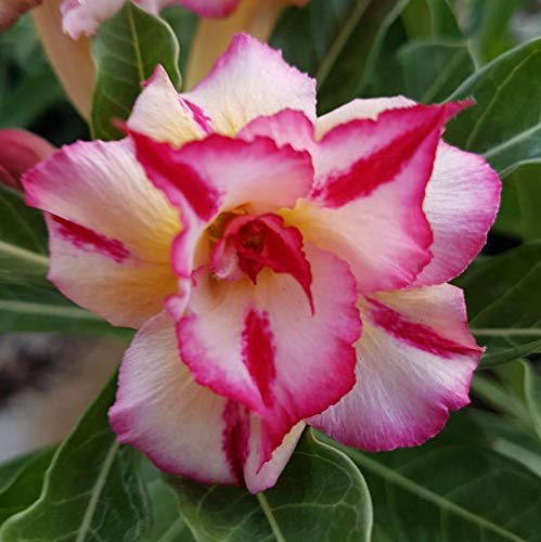 Indian Gardens - Adenium obesum (Grafted double) - colour guaranteed ...
