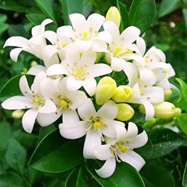 Madhukamini Plant, Murraya paniculata-Plant : Amazon.in: Garden & Outdoors