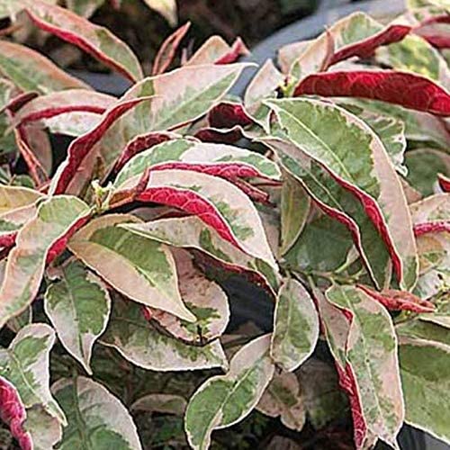 HERBALISM Blindness tree Buta buta Jungle fire Laila Majnu plant ...