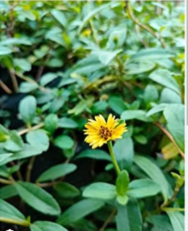 Organic Yellow Bhringraj Plant Live (Eclipta alba), Little Yellow Star ...