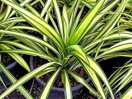 PLNZLY Pandanus Yellow ornamnental Live Plant with Pot Pandanus Plant ...