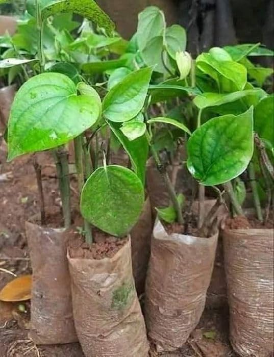 Creative Farmer Betel Leaf Nagarvel Magai Paan Plant Pan : Amazon.in ...