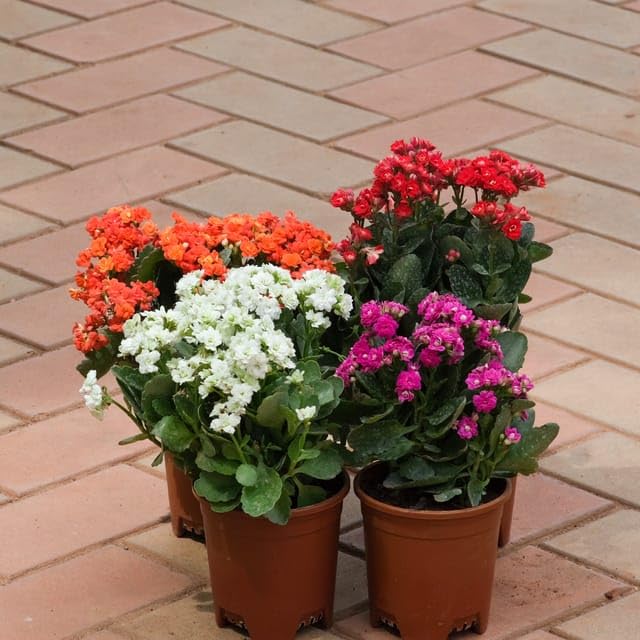 Kalanchoe Special organic Set Of 4 Kalanchoe Succulent Planting And ...