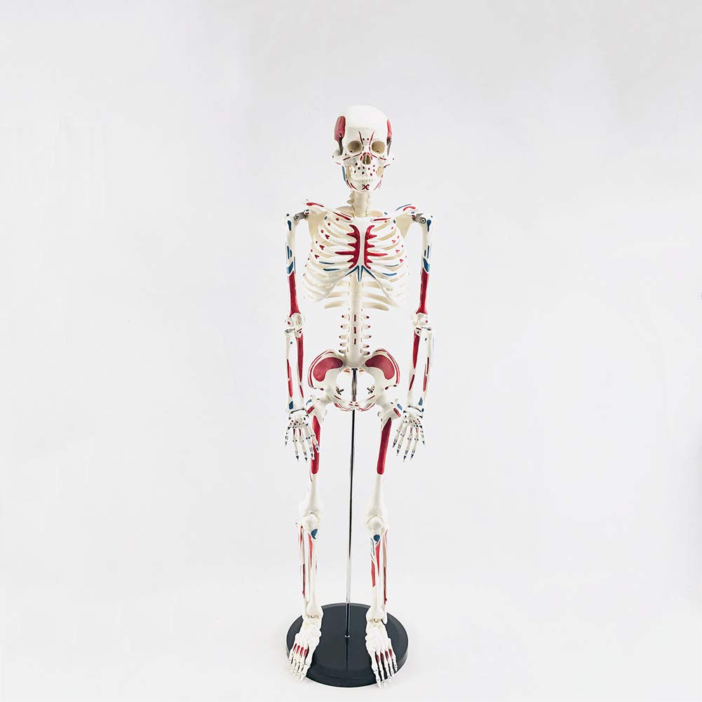 Buy Human Skeleton Model Anatomy 2:1Life Size Skeletal System,206 s ...