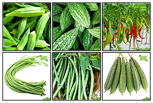 Creative Farmer Summer Combo Vegetable Seeds : Bhindi (Arka Anamika ...