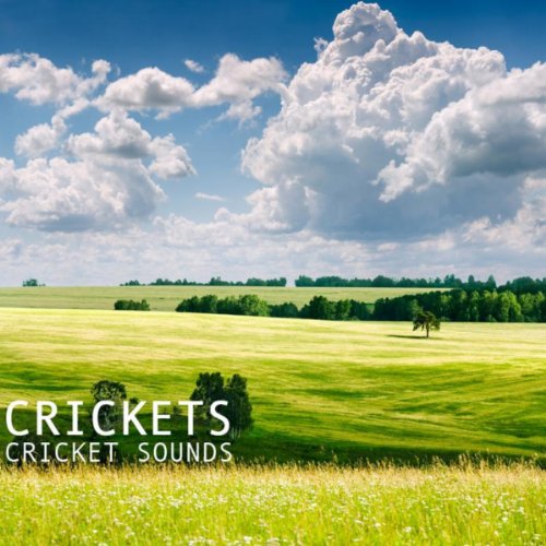 Écouter Crickets de Cricket Sounds sur Amazon Music