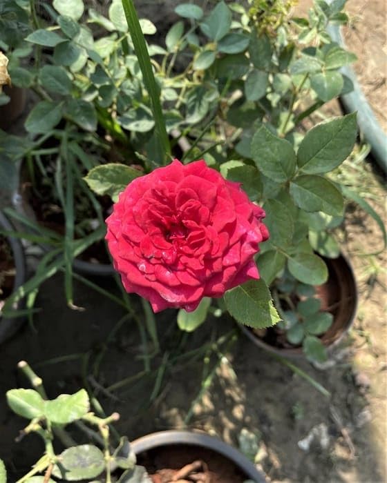 THE GREEN VIEW GARDENS 1 Healthy Plant Grafted English Rose Plant Lady ...