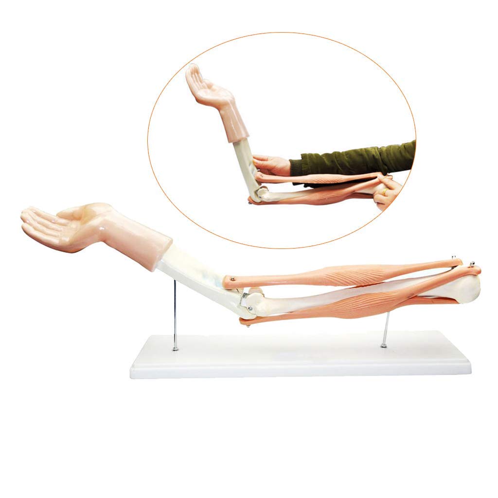 Buy SLRMKK Elbow Joint Model-Muscled Elbow Joint Model, Human ...