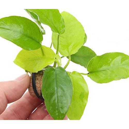 ウーパールーパーに相性の良い水草とは？オススメの水草など | アクアハーミット