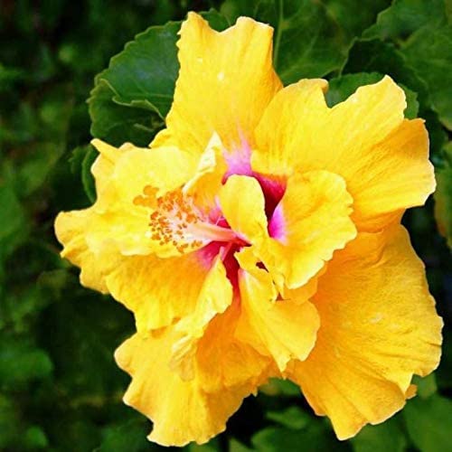 Cloud Farm Live Yellow Hibiscus/Pila Gudhal Best Attractive Flowering ...