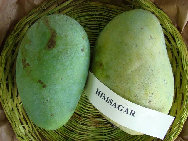 Kalpataru Himsagar Mango Himsagar Aam Grfted Plant (1 Live Healthy ...