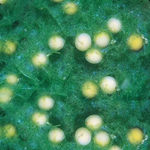 Spongilla, Living Freshwater Sponge: Amazon.com: Industrial & Scientific