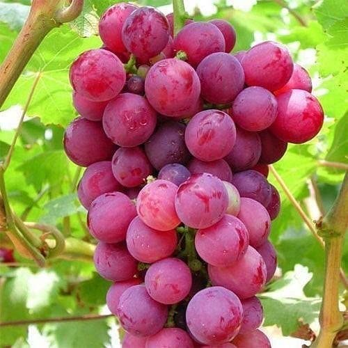 ShopCaart Giant Red Round Grape Plant (Seedless) Grape plant, Pack of 1 ...