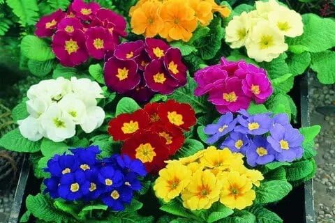 Seeds4planting - Seeds Evening Primrose Garden Mix Primula Perennial ...