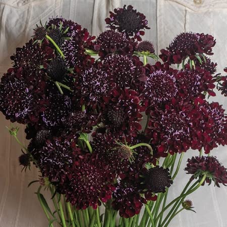 Nursery Live Rare Hybrid Scabiosa " Black Beauty " Exotic 30 Seeds for ...