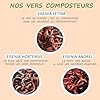 vers de Compost 250 grammes. vers de Terre Vivants Eisenia pour Le ...