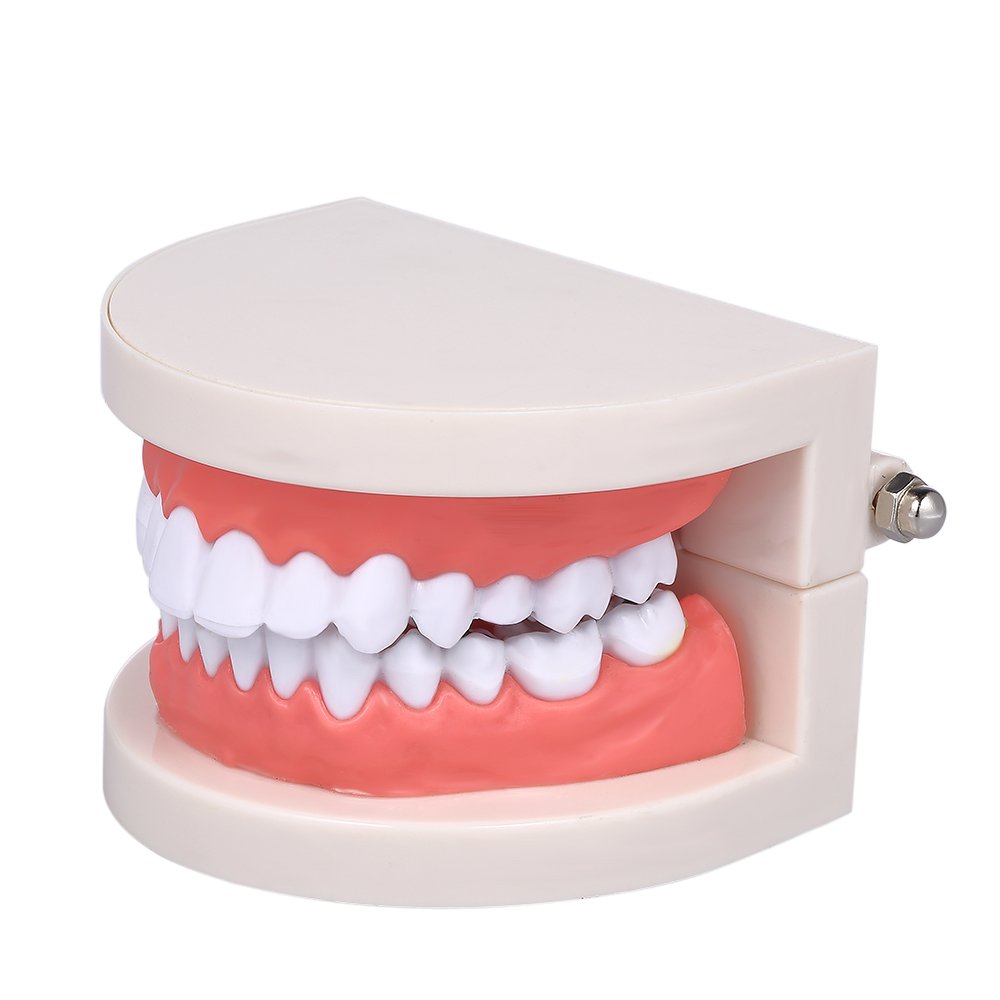 Buy Standard Tooth Teaching Giant Dental Dentist Teeth Model Child ...