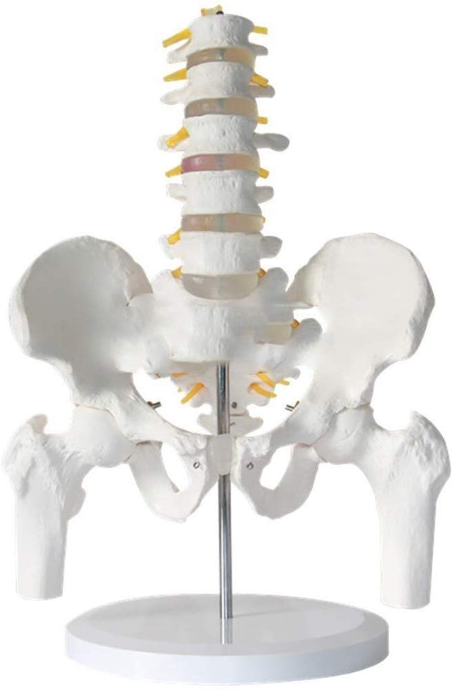 Structural Drawing Anatomy Pelvis With Lumbar Model Human Anatomy Model ...