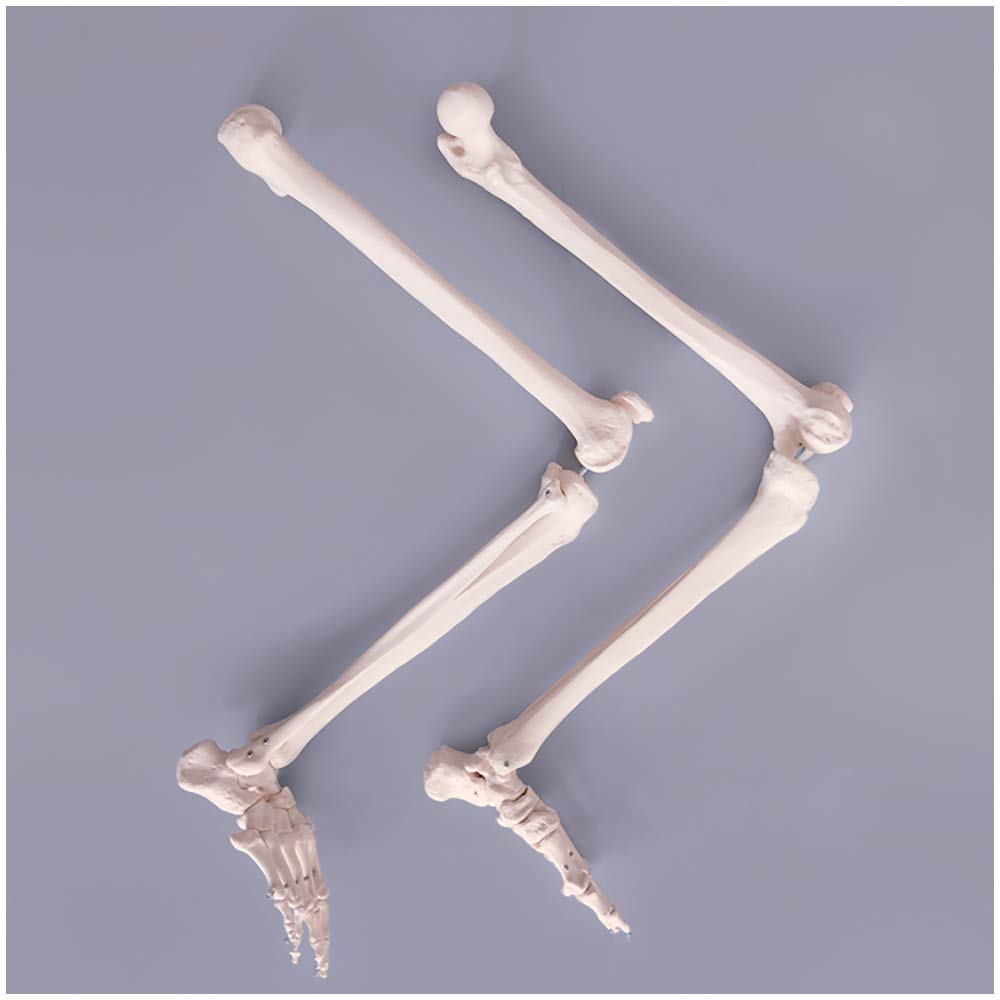 Buy Lower Limb s Model - Life Size Lower Limb Model - Medical ...
