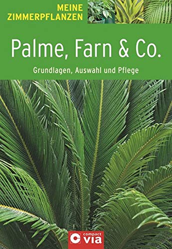 Immergrüne Zimmerpflanzen – Die 15 besten Produkte im Vergleich ...