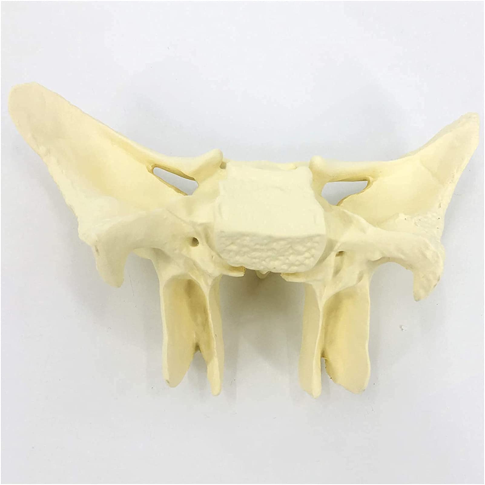 Sphenoid Bone Anatomy Superior View