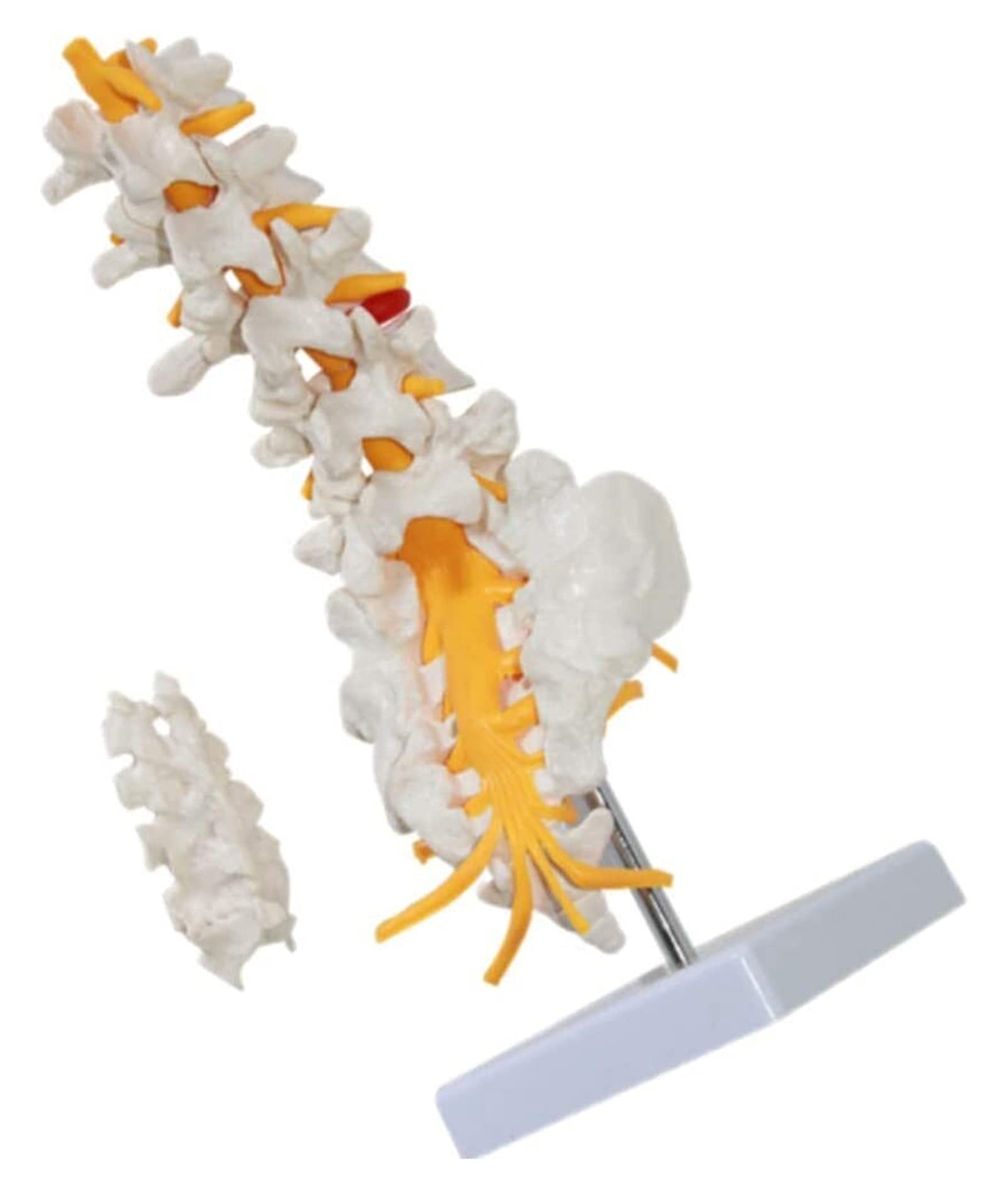 Study Model Anatomical Model Lumbar Vertebrae Spine Anatomy Model ...