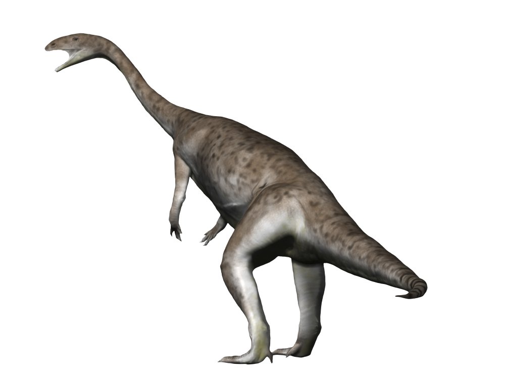 Anchisaurus