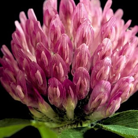 Mixed Clover Flower Wild Seeds, White and Red Variety Pack, Garden ...