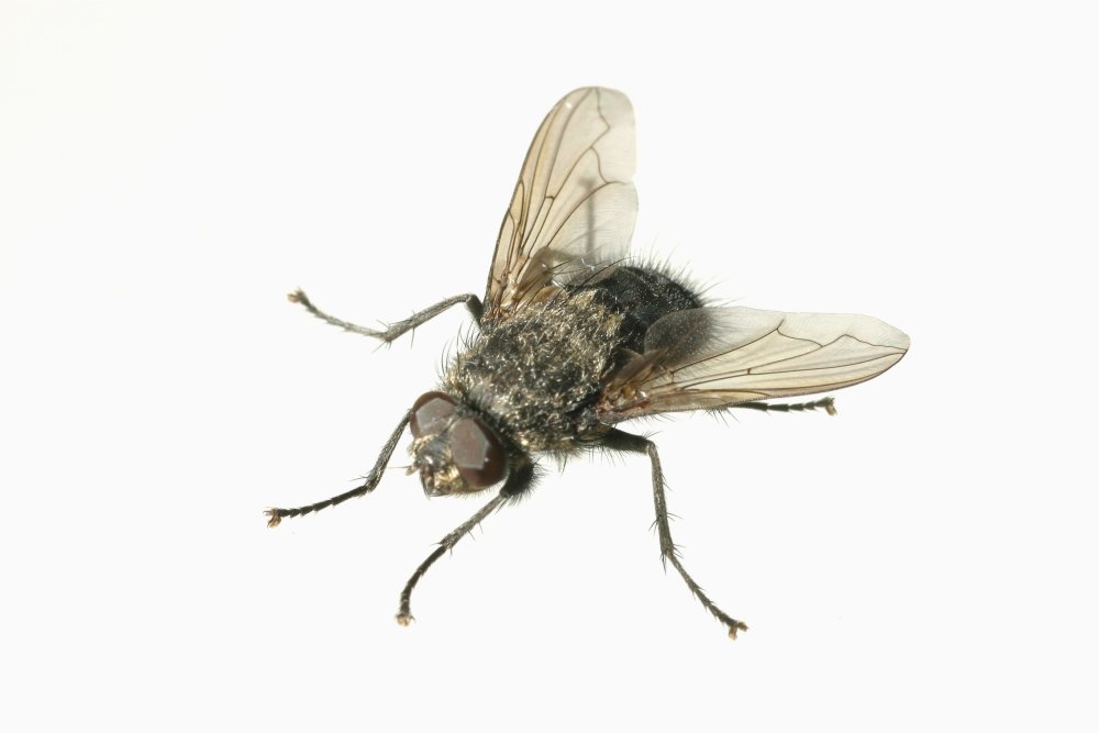 Common House Fly