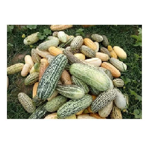 UGROW INDIA FOOT KACHRI SEEDS (50 SEEDS/PACKET) : Amazon.in: Garden ...