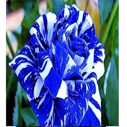 Nema Blue Dragon Rose Seeds - 100 Pcs : Amazon.in: Garden & Outdoors