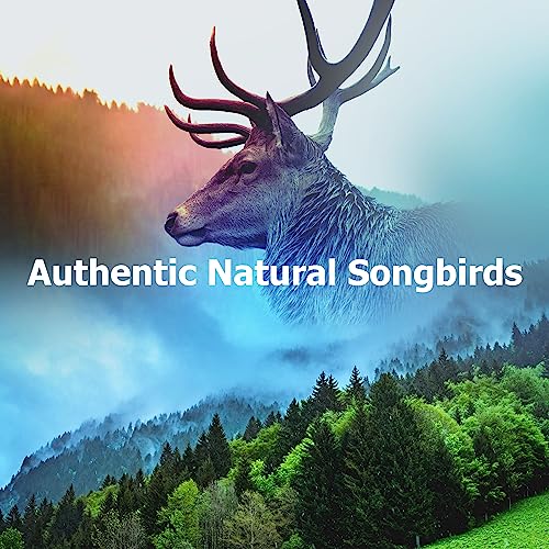 Amazon.co.jp: Authentic Natural Songbirds : Echoes of Nature: Bird ...