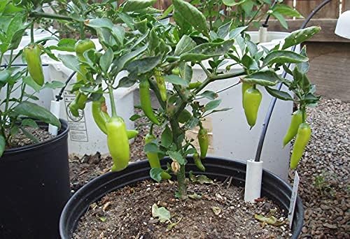 TRICONE Hybrid Moti Mirch Chilli Achari 50 Seeds Organic Gardening ...